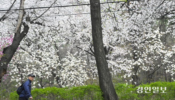 [포토] 수원 팔달산 벚꽃 만개